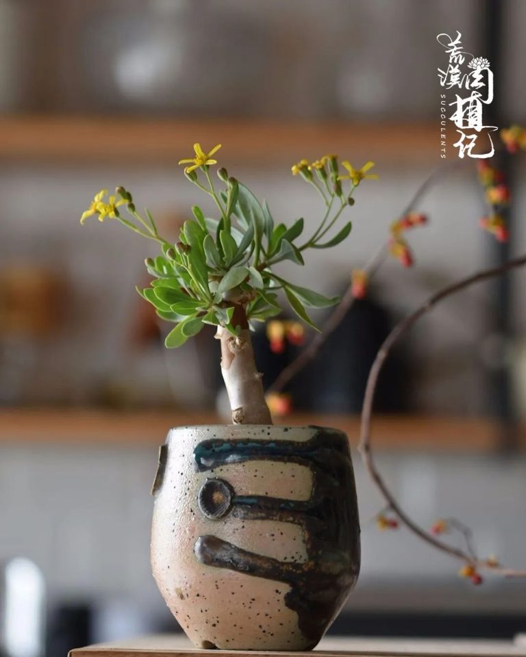 25张图带你入坑块根-厚敦菊Othonna - 23h8 爱生活吧！