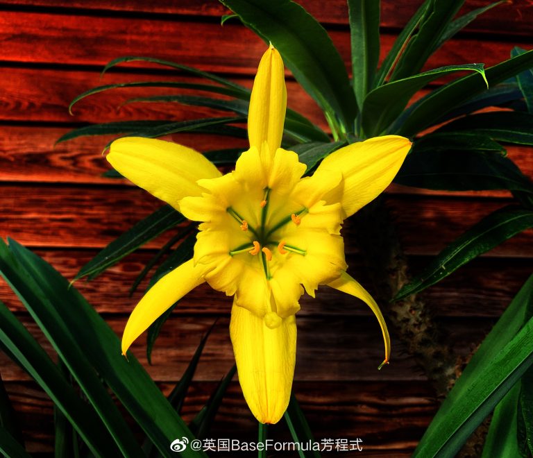 秘鲁水仙Paramongaia weberbaueri - 23h8 爱生活吧！