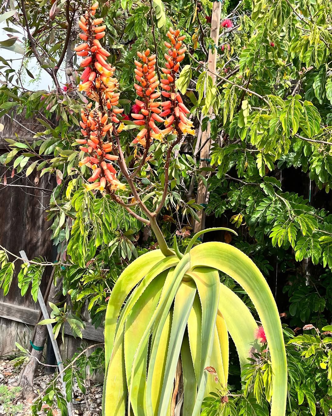 Aloe sabaea沙巴芦荟，也门树芦荟 - 23h8 爱生活吧！