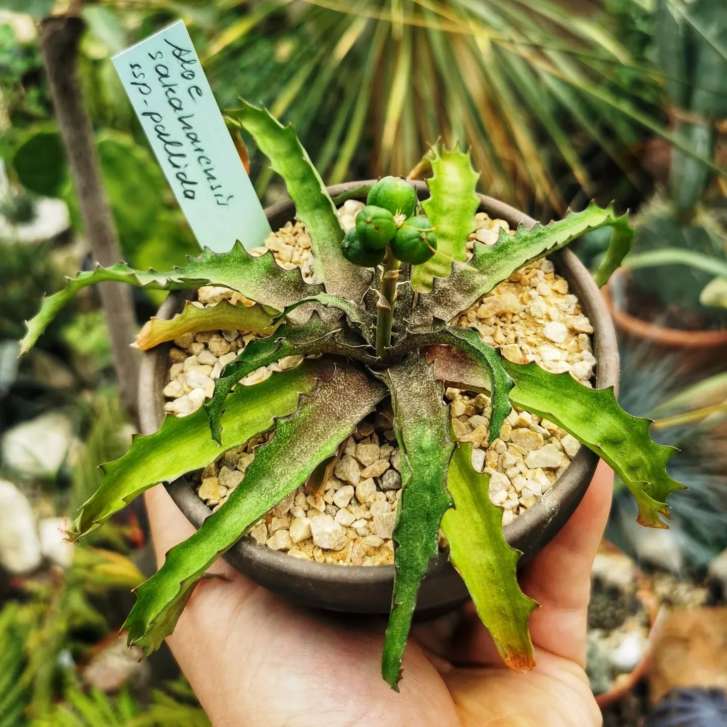 Aloe turkanensis图尔卡纳芦荟 - 23h8 爱生活吧！