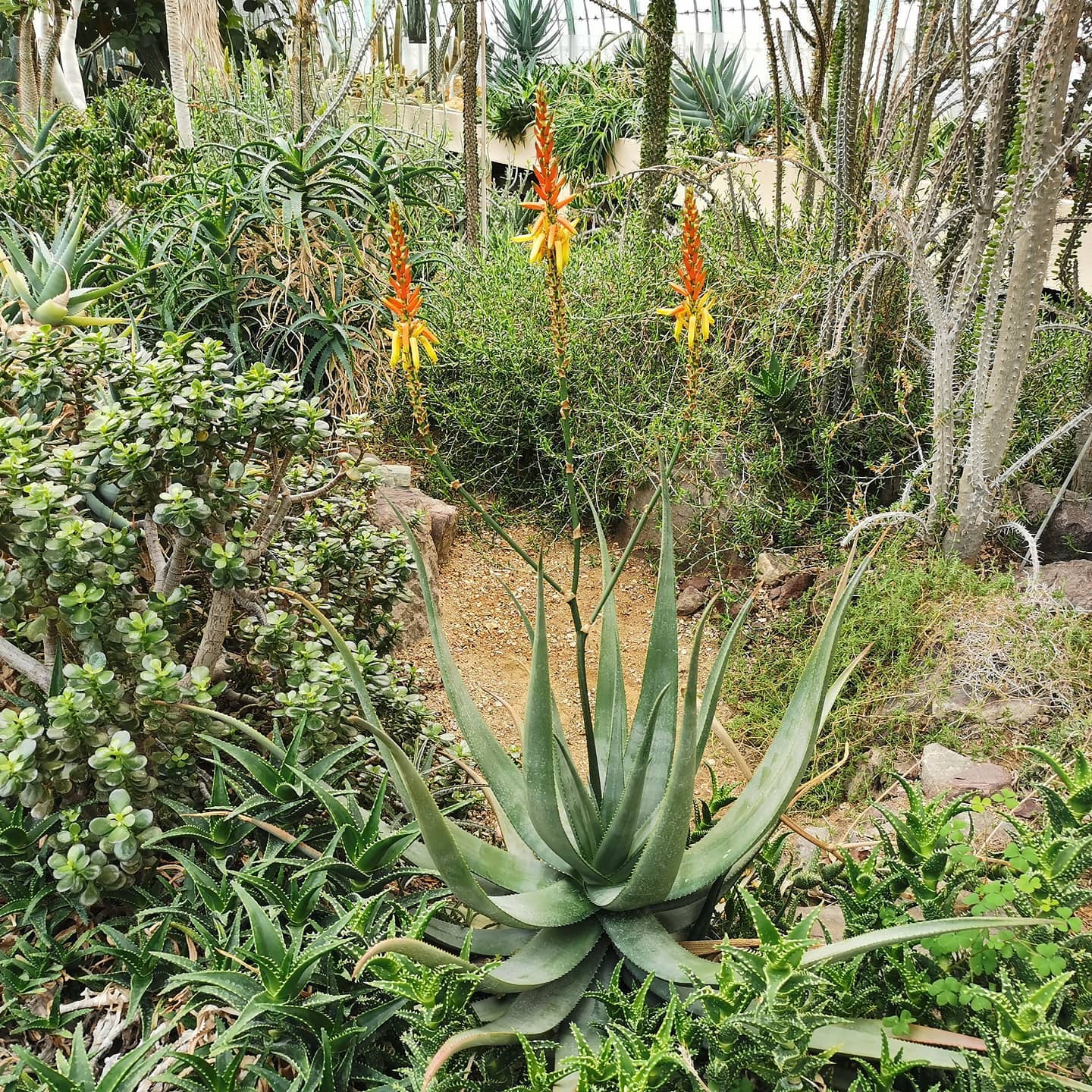 Aloe lutescens浅黄芦荟 - 23h8 爱生活吧！