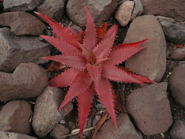 Aloe bussei 巴塞芦荟 - 23h8 爱生活吧！