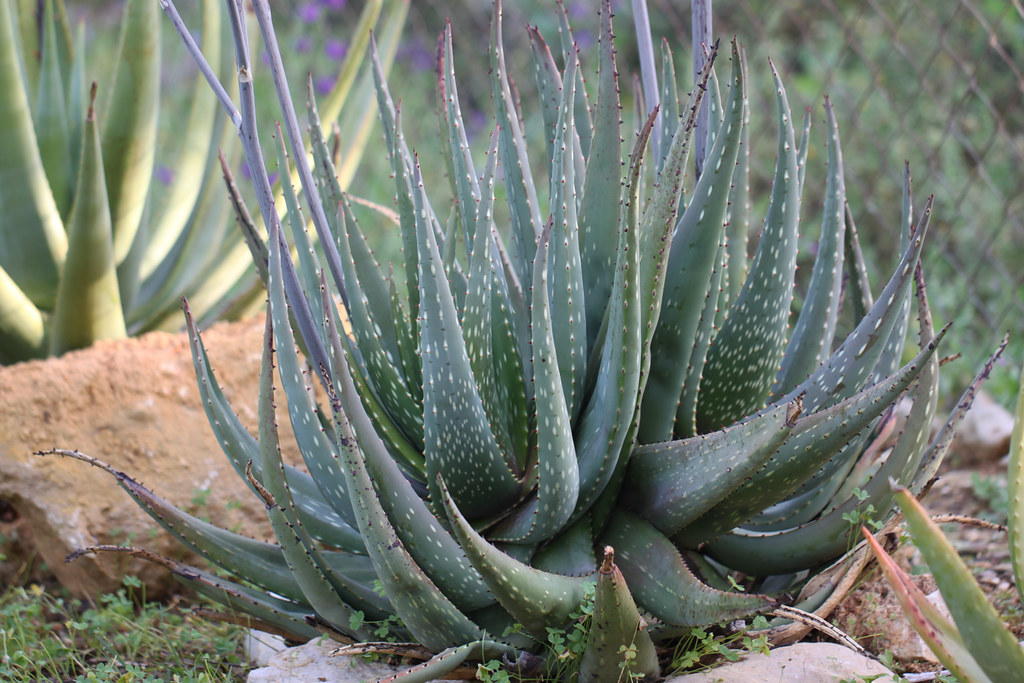 Aloe esculenta 食用芦荟 - 23h8 爱生活吧！