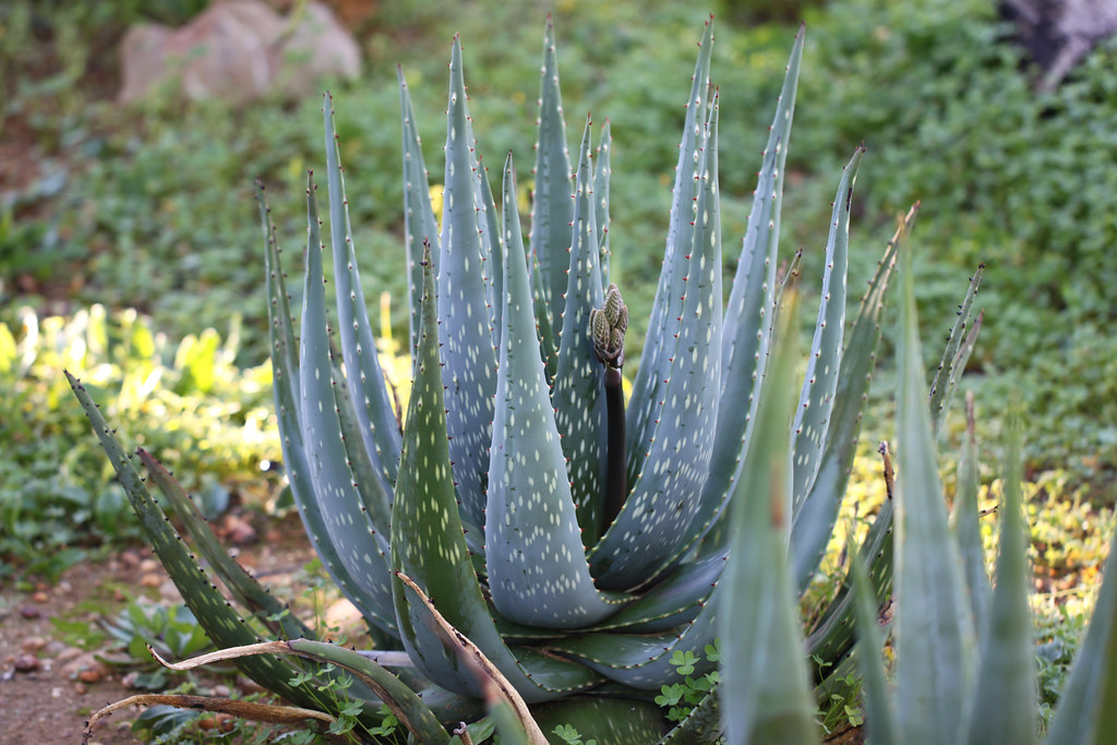 Aloe esculenta 食用芦荟 - 23h8 爱生活吧！