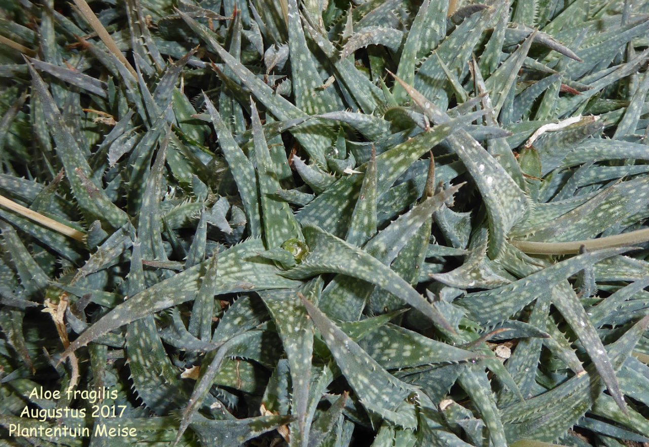 Aloe fragilis 脆芦荟 - 23h8 爱生活吧！