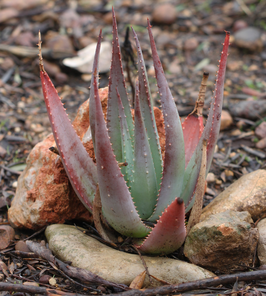 Aloe gerstneri 格斯特纳芦荟 - 23h8 爱生活吧！