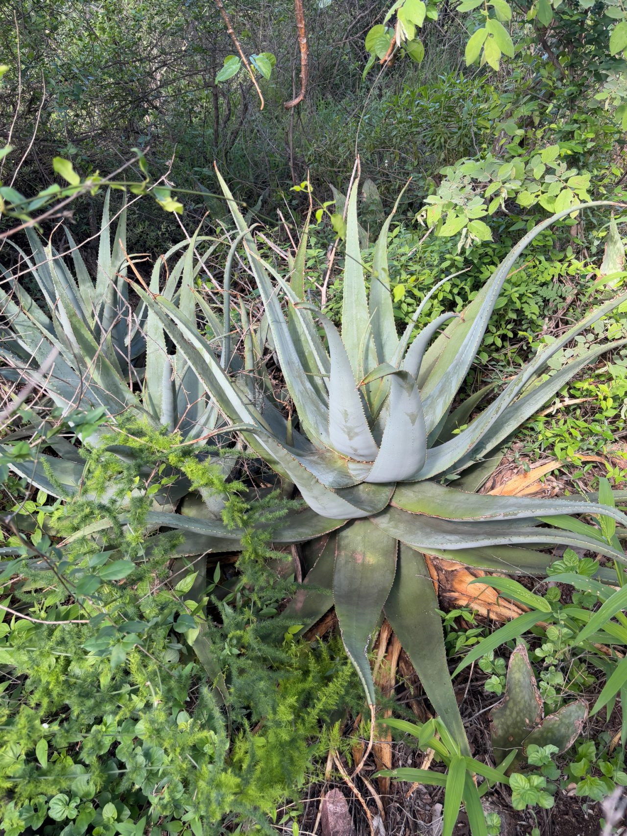 Aloe globuligemma 球芽芦荟 - 23h8 爱生活吧！