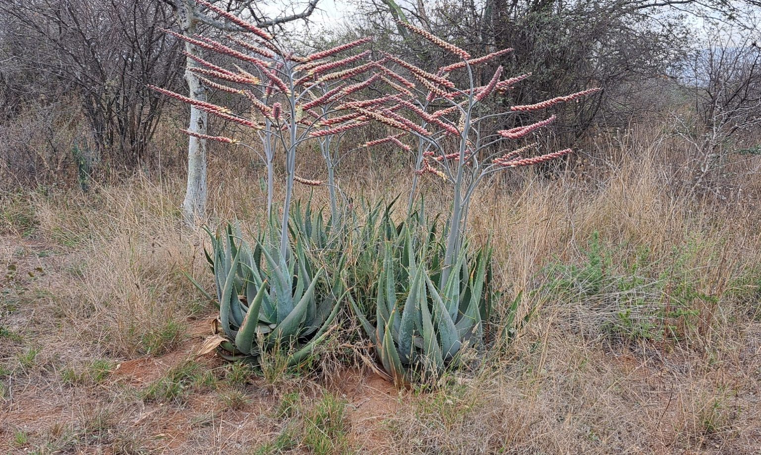 Aloe globuligemma 球芽芦荟 - 23h8 爱生活吧！
