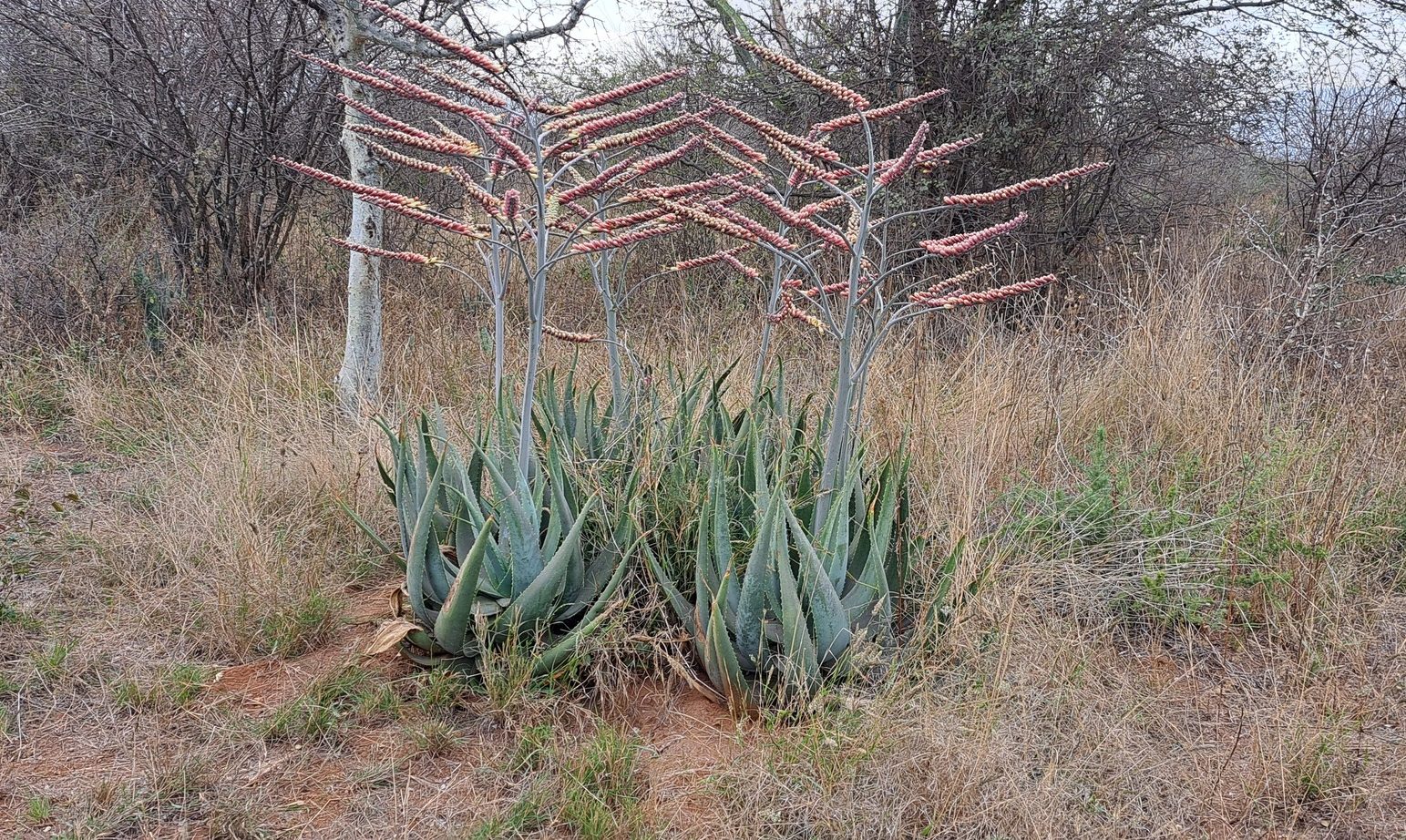 Aloe globuligemma 球芽芦荟 - 23h8 爱生活吧！