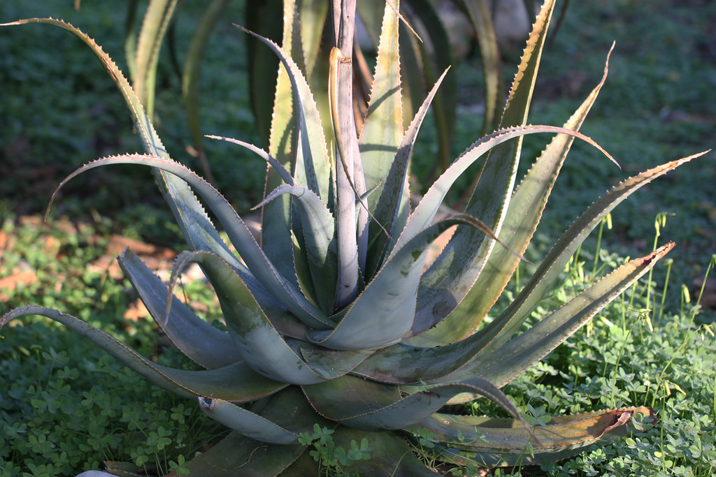 Aloe globuligemma 球芽芦荟 - 23h8 爱生活吧！