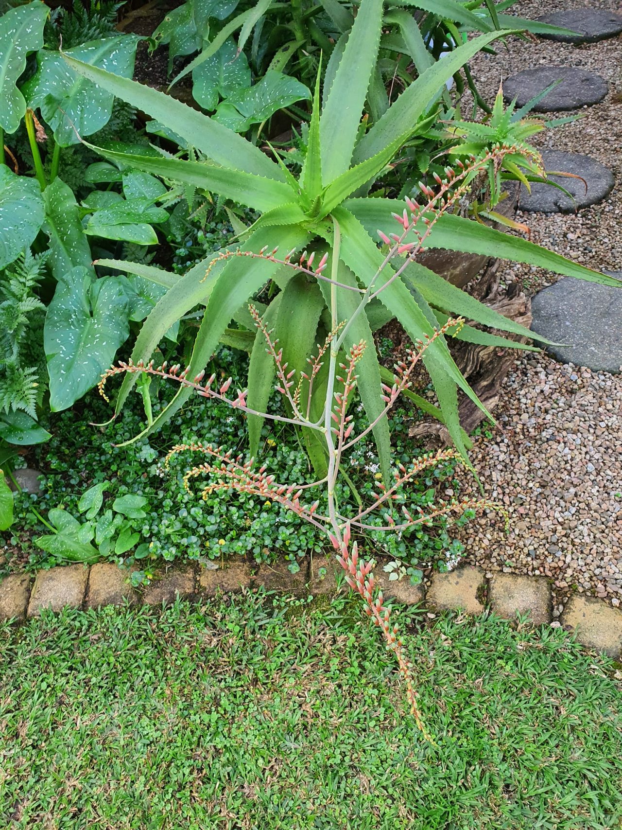 Aloe gossweileri 戈斯韦勒氏芦荟 - 23h8 爱生活吧！