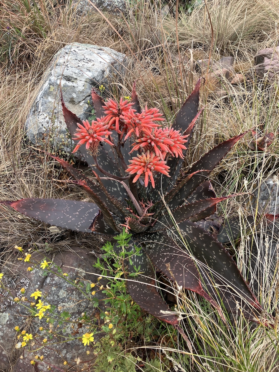 Aloe hahnii 哈恩芦荟 - 23h8 爱生活吧！