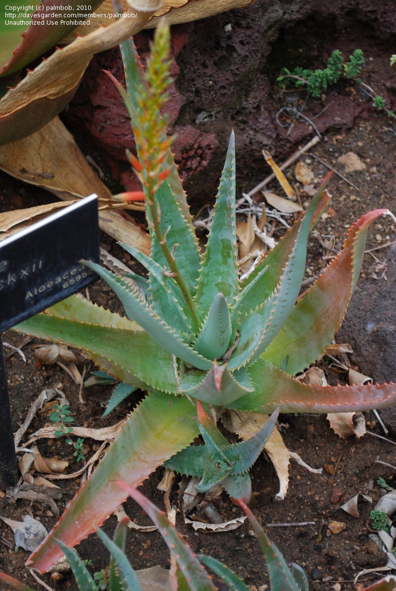 Aloe hendrickxii 亨德里克斯 - 23h8 爱生活吧！