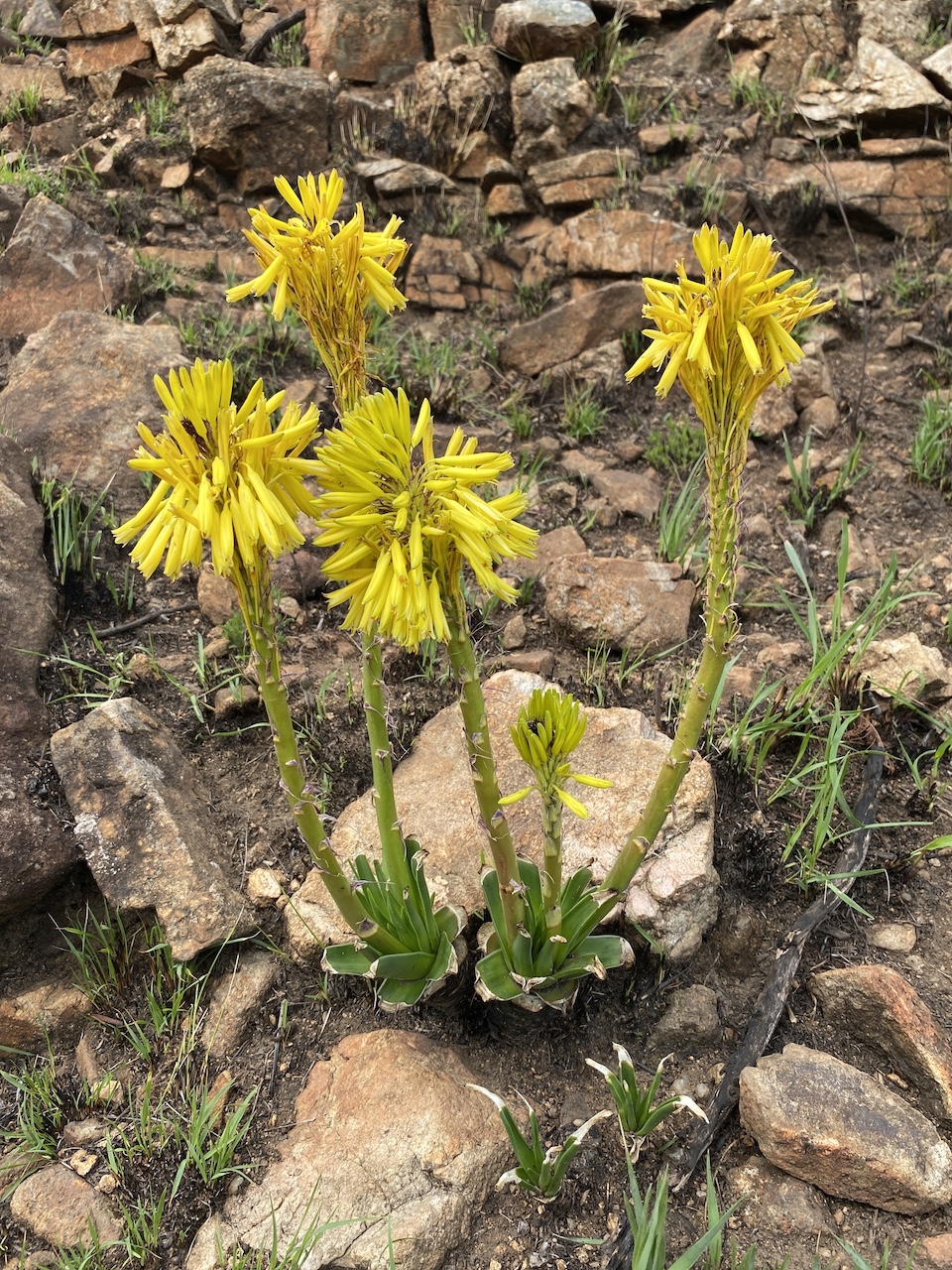 Aloe integra 整体芦荟 - 23h8 爱生活吧！