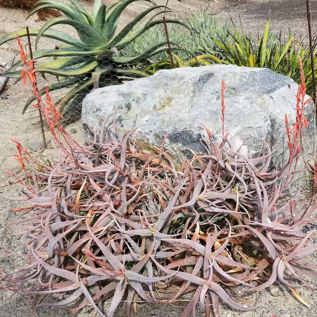 Aloe isaloensis 伊萨洛芦荟 - 23h8 爱生活吧！