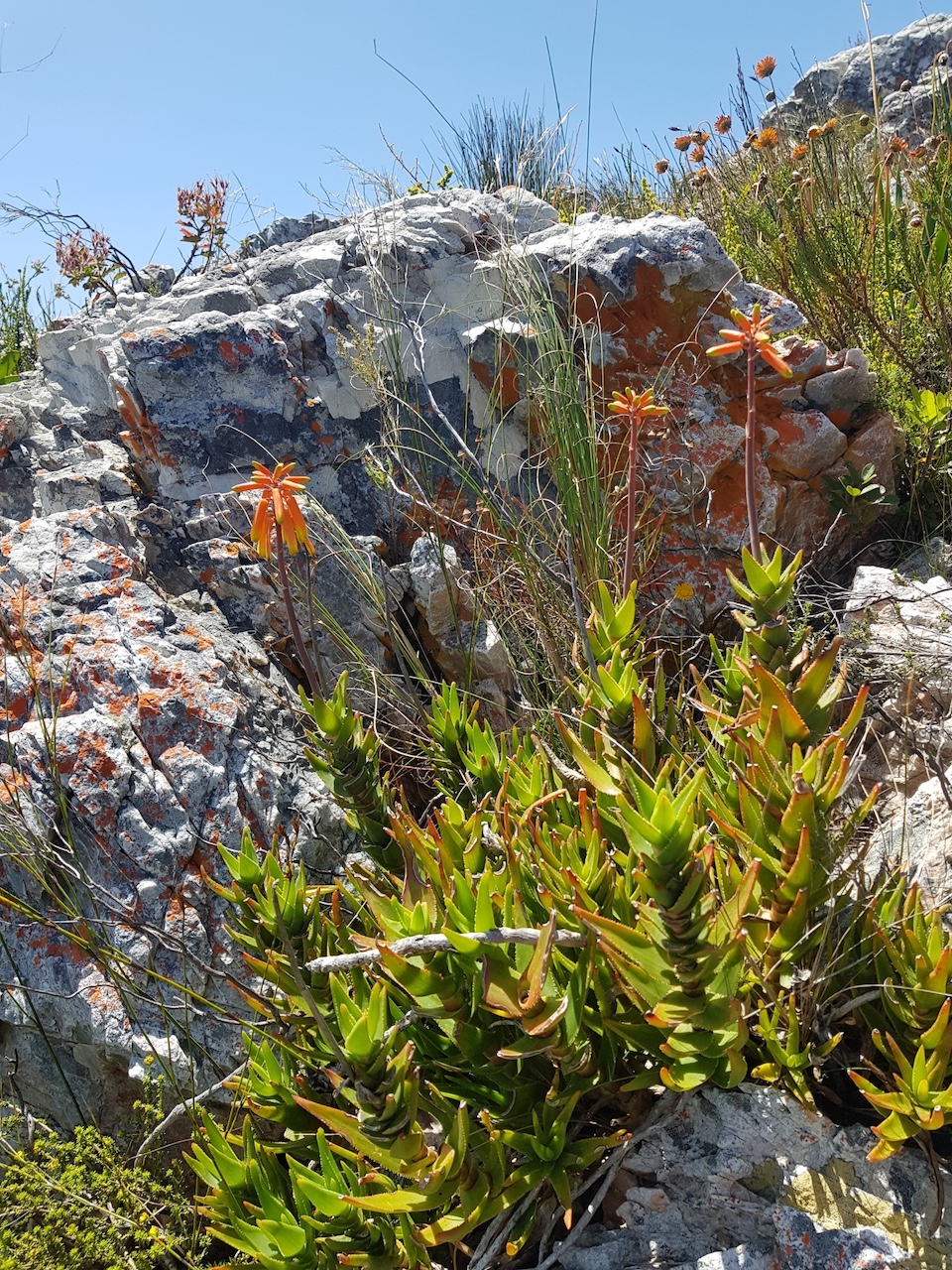 Aloe juddii 贾德蔓芦荟 - 23h8 爱生活吧！