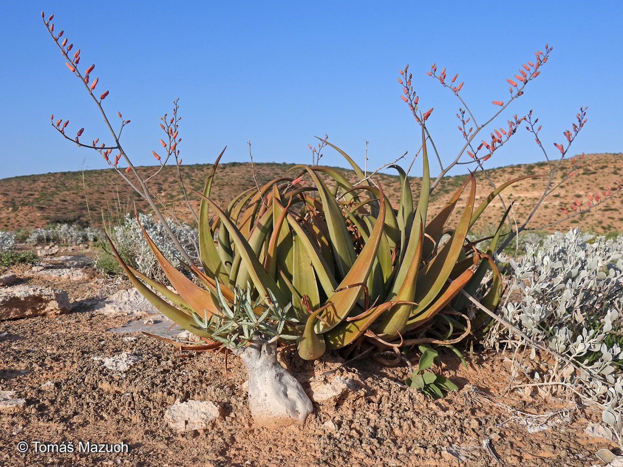 Aloe kahinii卡希尼芦荟 - 23h8 爱生活吧！