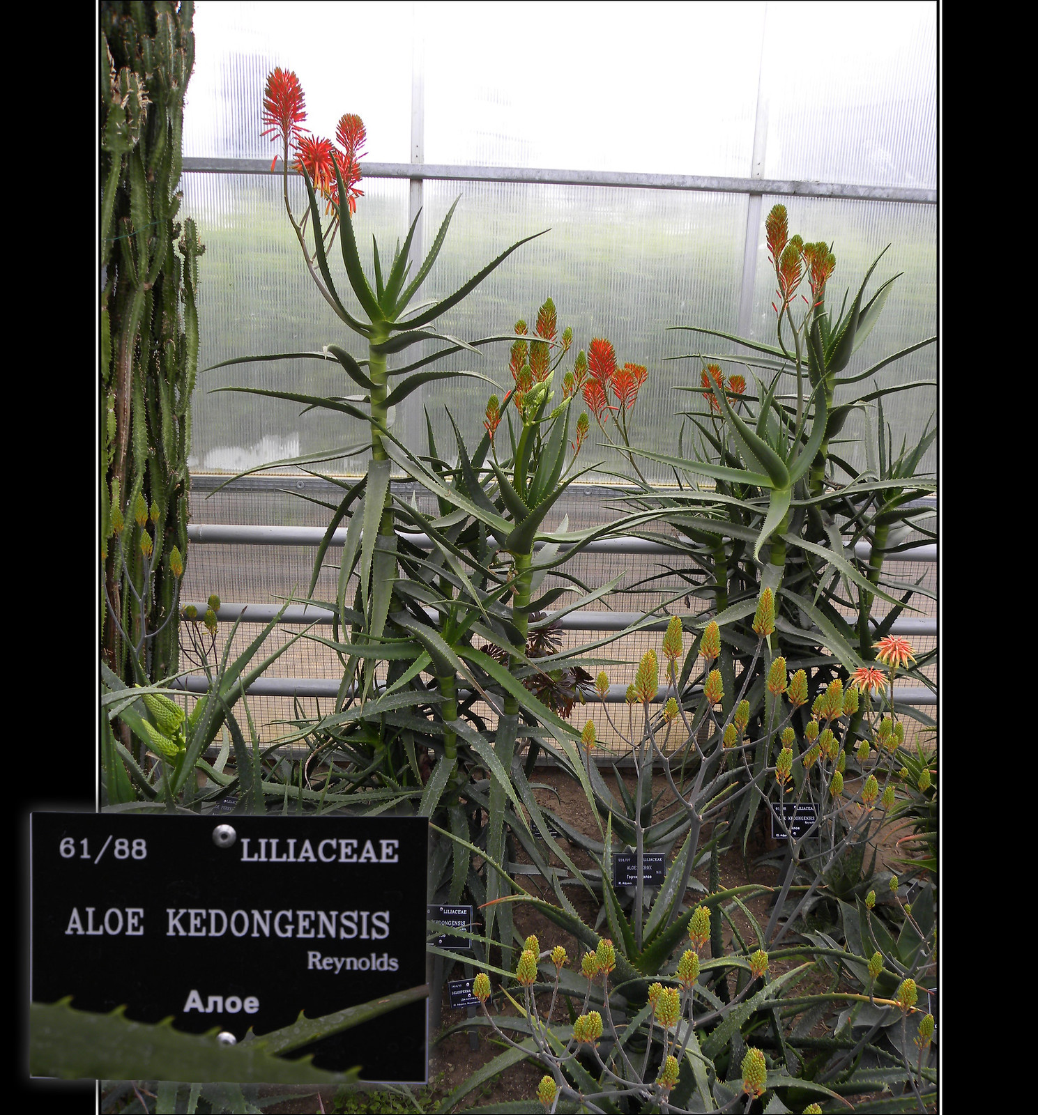 Aloe kedongensis 凯东芦荟 - 23h8 爱生活吧！