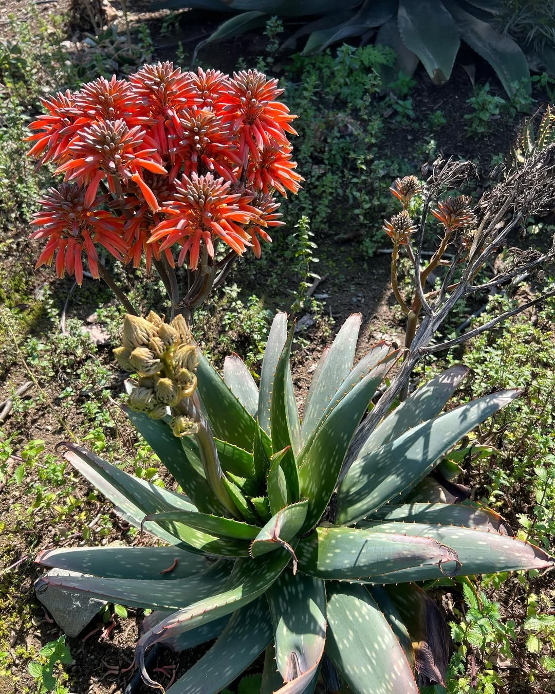 Aloe lateritia var. graminicola 草地砖红芦荟 - 23h8 爱生活吧！