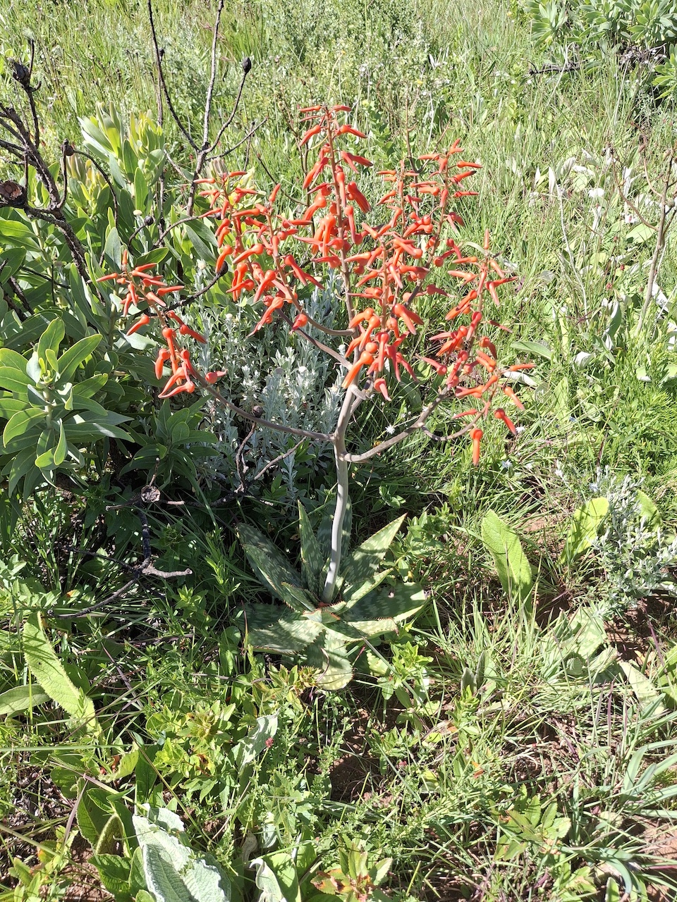 Aloe lettyae 莱蒂芦荟 - 23h8 爱生活吧！