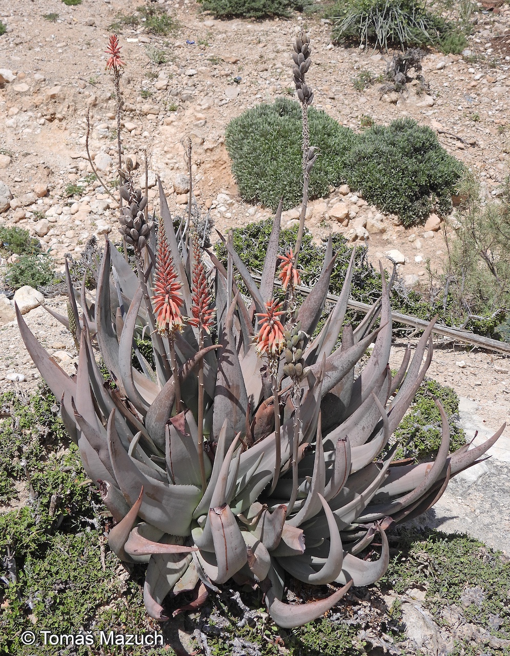 Aloe lindenii 林登芦荟 - 23h8 爱生活吧！