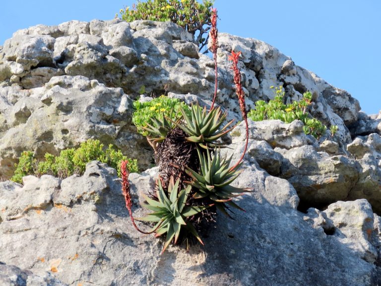 Aloe succotrina 芬波斯芦荟 - 23h8 爱生活吧！