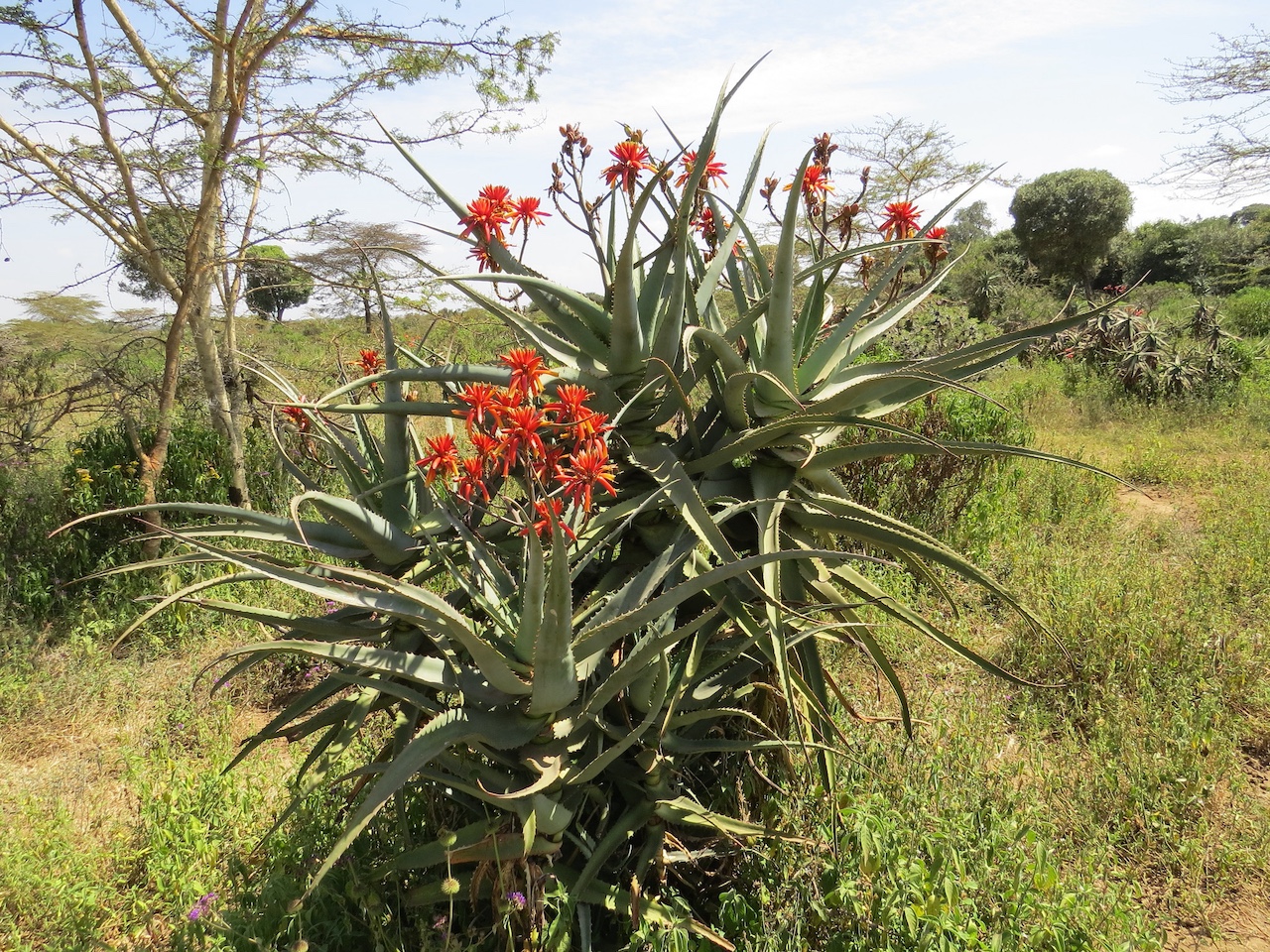 Aloe volkensii 沃尔肯斯芦荟 - 23h8 爱生活吧！
