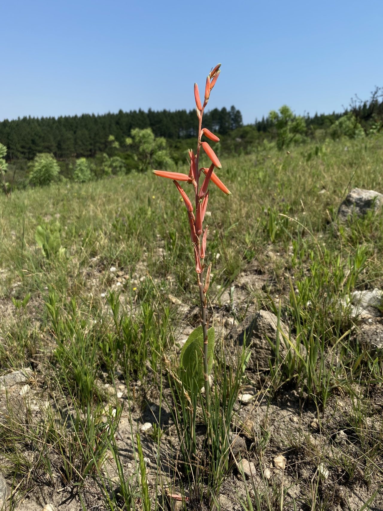 Aloe kniphofioides火炬草芦荟 - 23h8 爱生活吧！